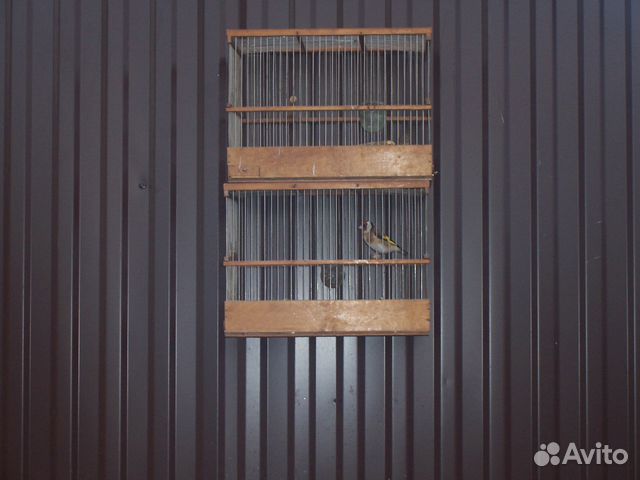 Поющая - декоративная птица