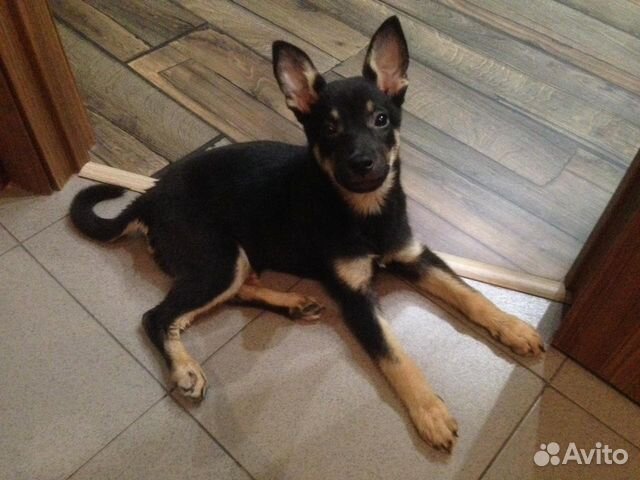 Щенок Пуговка