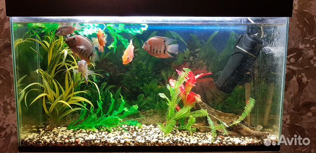 Аквариум с рыбами