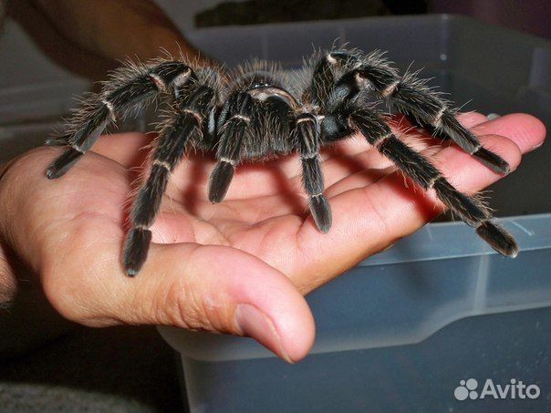 Бразильские розовые птицееды. Lasiodora parahybana