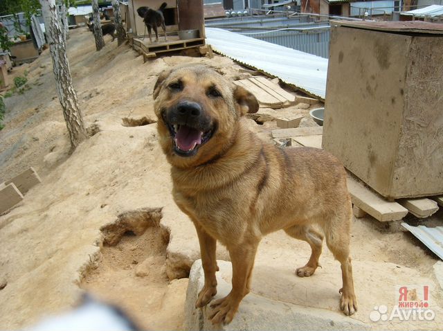 Веселая собака-улыбака Лера ищет своего хозяина