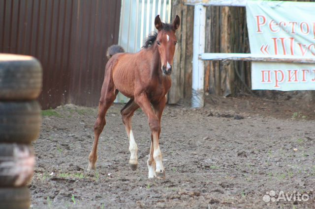 Голштинский жеребчик