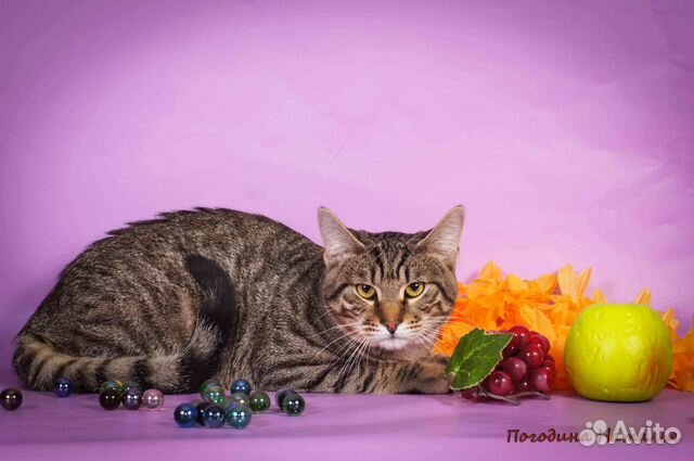 Котенок Бублик (7 мес)