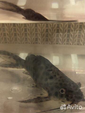 Сом кукушка