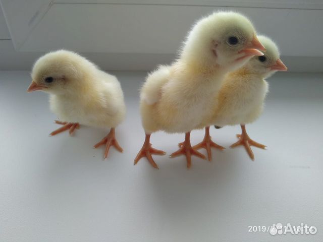 Суточные цыплята бройлера