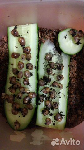 Африканская улитка