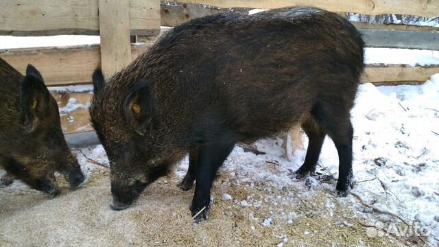 Продаются дикие кабаны (секачи)