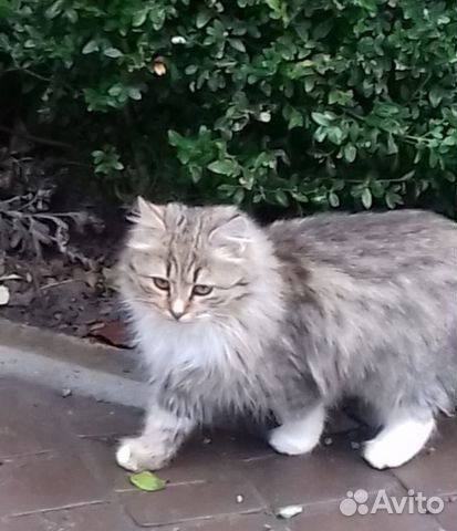 Кошечка в хорошие руки