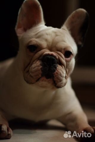 Французский бульдог. Вязка