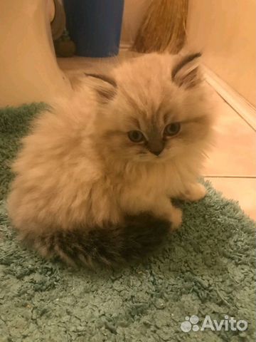 Шотландский хайленд страйт мальчик