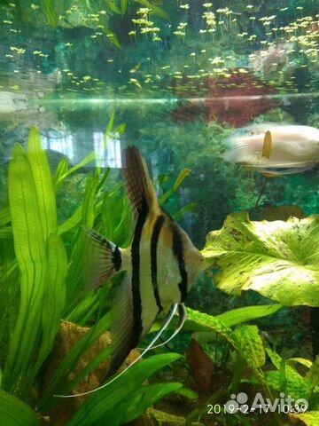 Скалярии Альтум