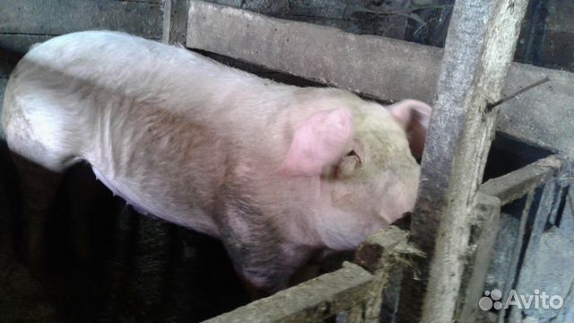 Хряк-ландрас