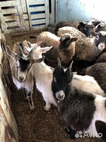 Овцы, молоко, мясо, сыр, козы