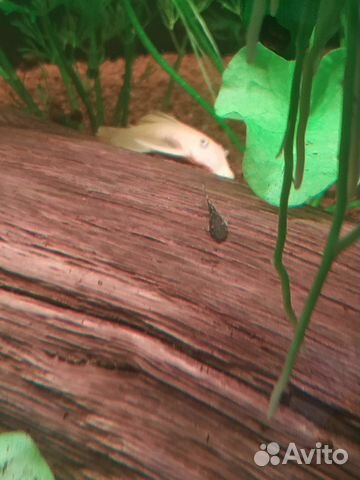 Мальки черного анциструса