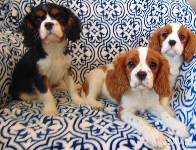 Мальчишки кавалер кинг чарльз спаниельчики