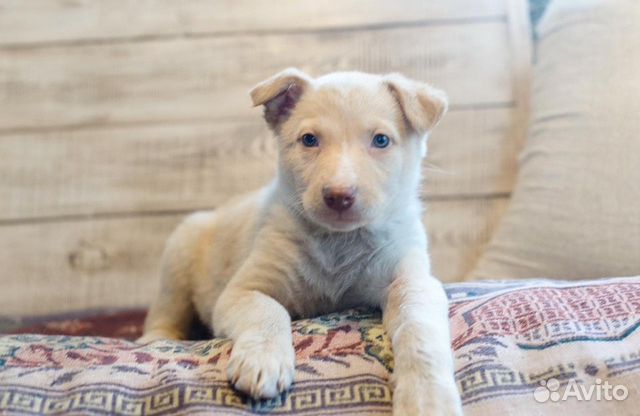 Девочка-щенок, метис лабрадора. Привезём