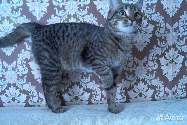 Камышовый котик Яша