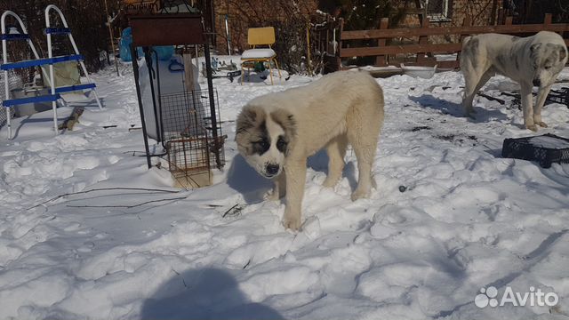 Щенок алабая (белая девочка)