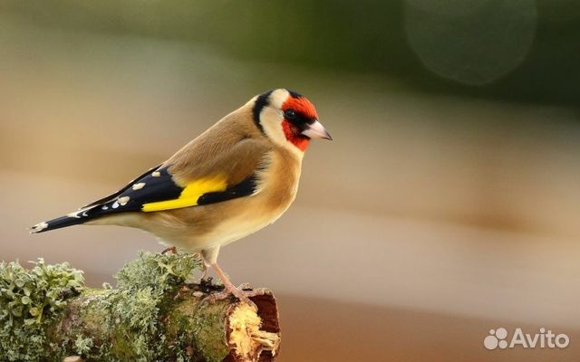 Певчие птички(щегол, чиж, чечетка)