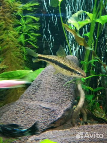 Водорослиеды сиамские