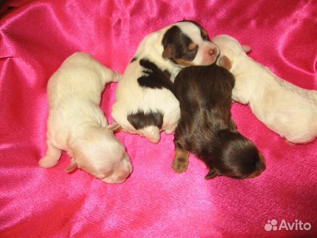 Девчонки и мальченки йоркширские редкого окраса