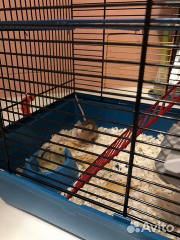 Мышь декоративная