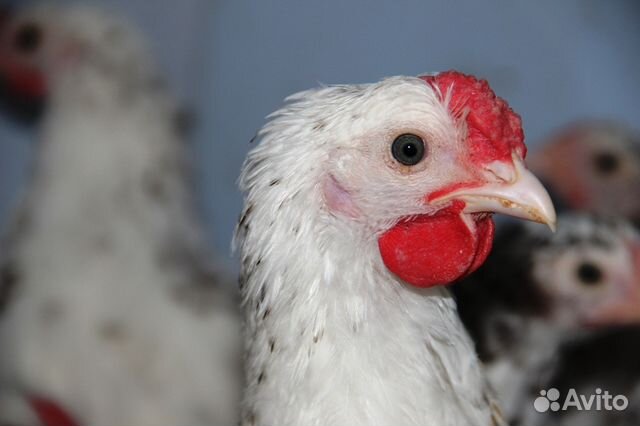 Петухи Пушкинские