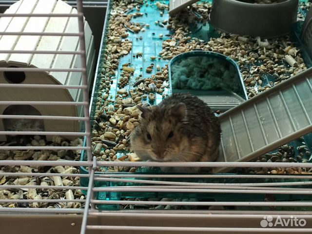 Хомячки Джунгарики. Мальчик и девочка. С клеткой