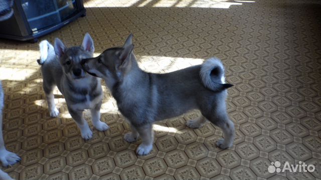 Щенки западносибирской лайки