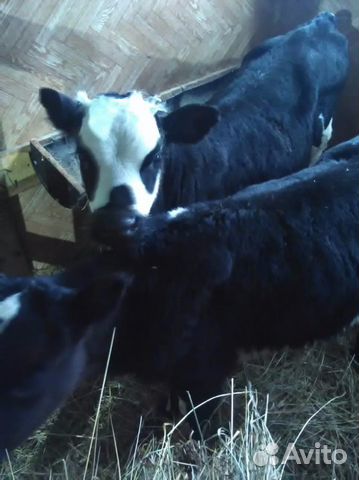 Телята и бараны