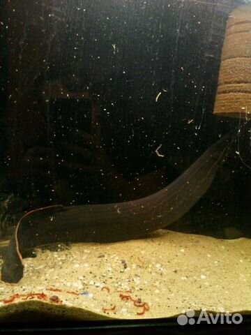 Мастацембелус. Рыба