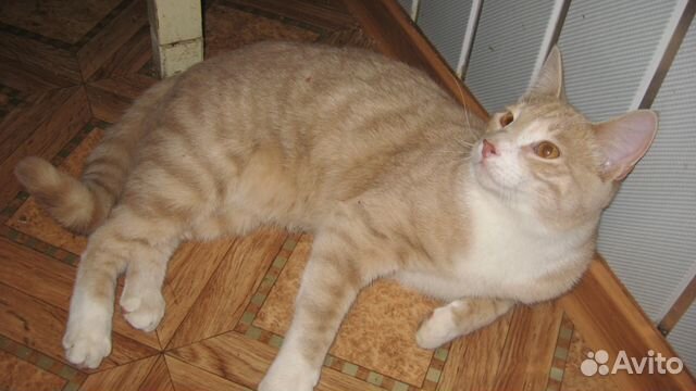 Котик подросток в добрые руки