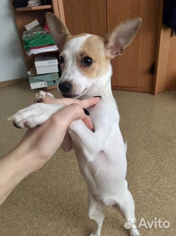 Джек Рассел