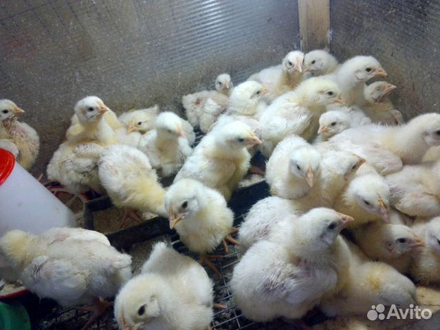 Цыплята бройлеров