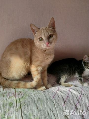 Котята мальчик рыжий в хорошие руки дар привезу