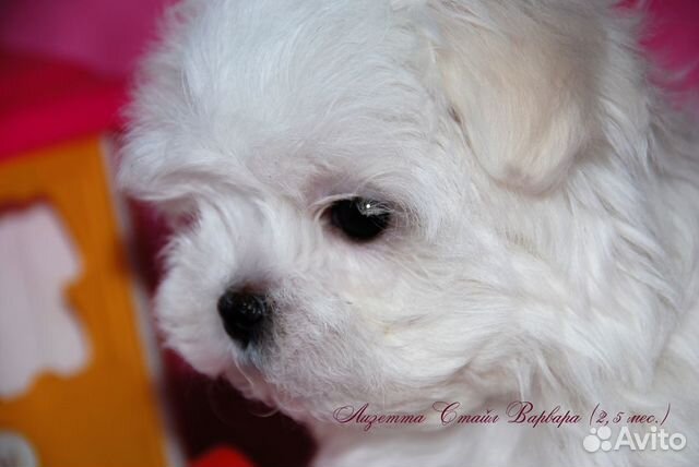 Девочка мальтезе миник