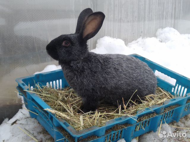 Нзб и Полтавское серебро