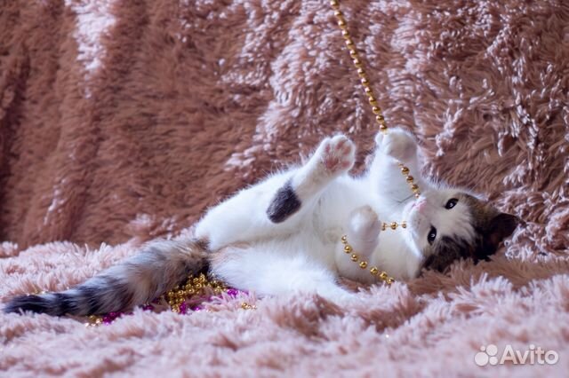 Кошечка Аляска ищет дом
