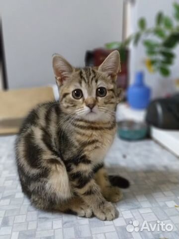 Продам котенка