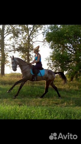 Ахалтекинец. Мерин 2012 г.р