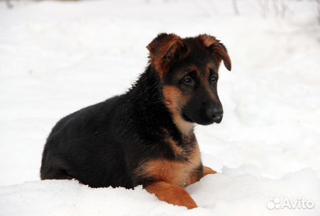 Красотка Бритни от Пигаловых