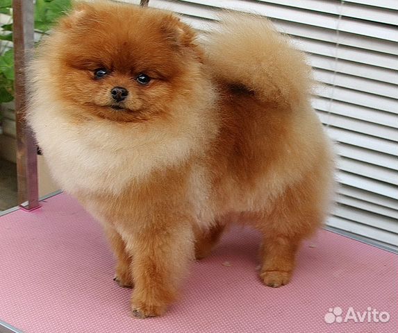 Яркий крошечный мальчик