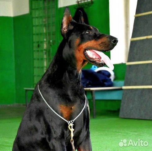 Переустраиаается Доберман (кобель)