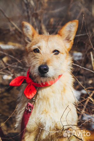 Малышке Блонди нужен дом