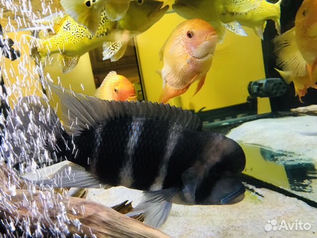 Фронтоза Бурунди самец 4 года