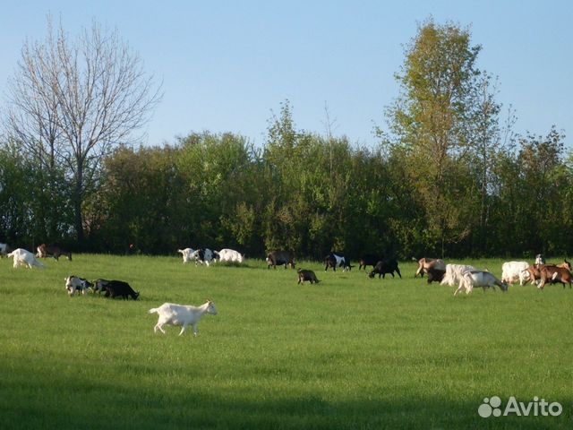 Продаются козы