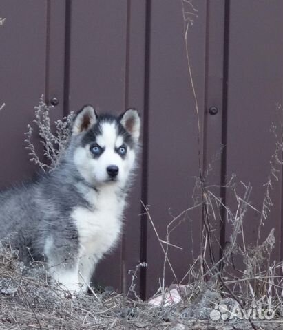 Голубоглазая девочка