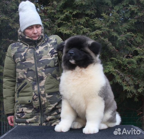 Американская акита щенок из питомника