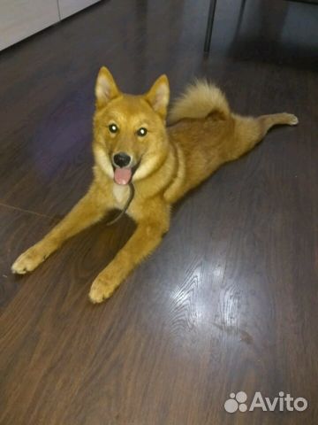 Щенки метисы карело-финская лайка