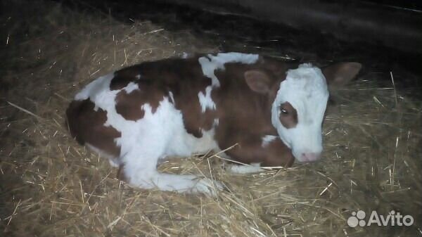 Телята 02.2019 г. оптом